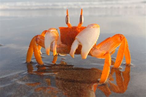 Características Del Cangrejo Gigante Japonés Un Vistazo A Su Anatomía