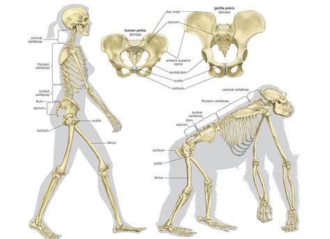 Pathwayz Human Evolution Evolution Anatomy