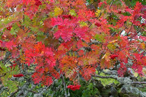 12 Trees In Autumn The Hazel Tree