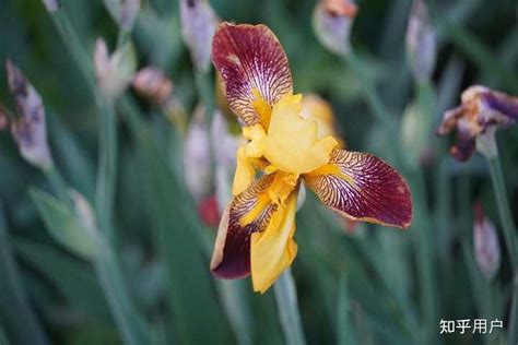 在 Python 中，如何删除列表中某个特定索引的元素？ 知乎