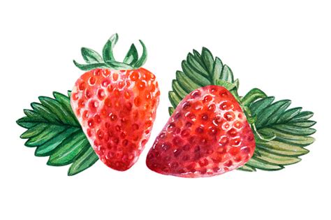 수채화 두 개의 붉은 육즙 딸기잎 손으로 그린 음식 일러스트레이션 과일 인쇄 로고 디자인 딸기에 대한 스톡 벡터 아트 및 기타 이미지 Istock