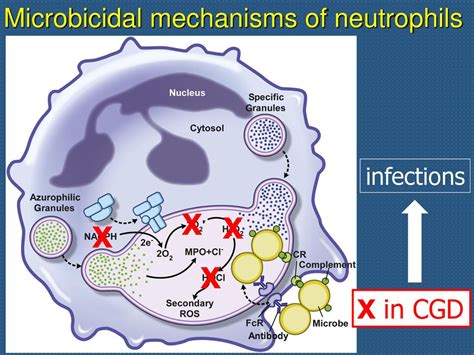 Cosè Cambiato Negli Anni Ppt Download
