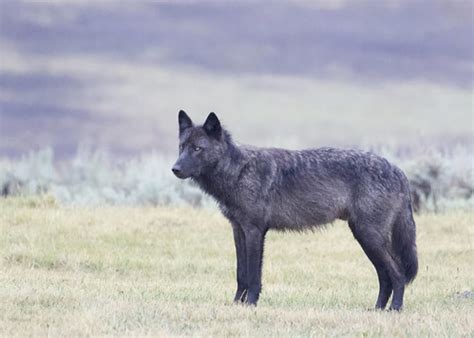 Gray Wolf Canis Lupus One Of The Thirty Wolves Of The Ju Flickr