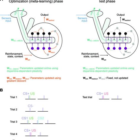 Schematic Of Meta Learning Procedure A Two Phases Of Meta Learning