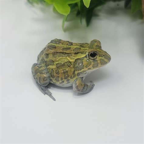 2024 Juvenile Pixie Frogs