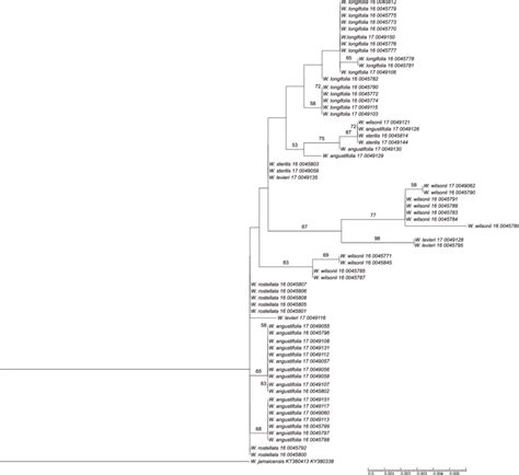 Maximally Likely Topology From The Raxml Analysis Of The Concatenated