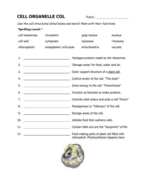 Cell Organelle Matching Worksheet