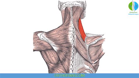 Levator Scapulae Muscle Anatomy Orthofixar