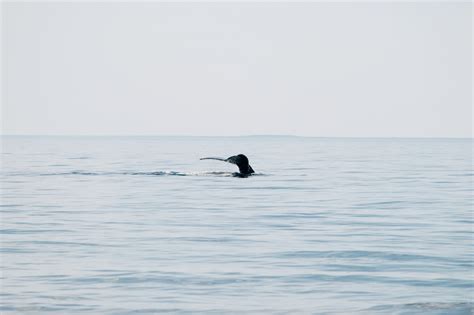 First Large Scale Us Offshore Wind Farm Wins Whale Lawsuit Windpower