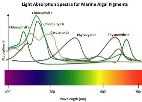 Action Spectrum Of Photosynthesis