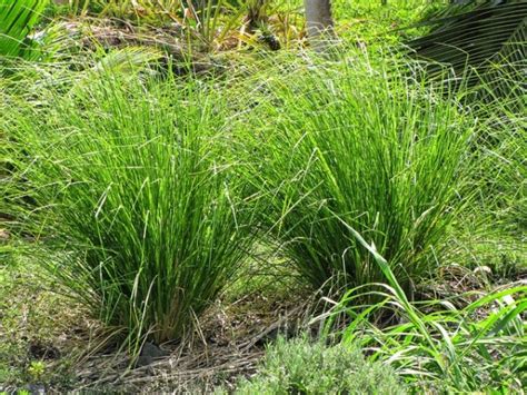 Permaculture tropicale : Le vétiver comment le récolter et l'utiliser