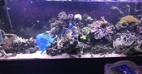 What Happens When The Snowflake Eel Tries To Eat Something He Shouldnt