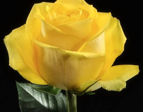 28 Yellow Rose Varieties With Name And Pictures American Gardener
