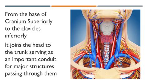 Neck Lump And Sinusitis Ggdgdgfdgsdgsdfgsdgfpptx