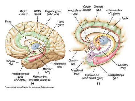 Hippocampal Formation