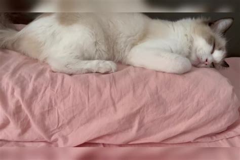 如果你喜欢小猫就要喜欢小猫的脾气 萌宠来袭 小猫 脾气 来袭
