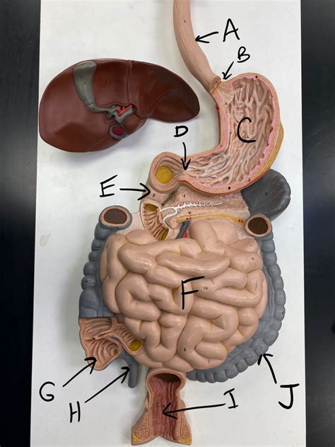 A P LAB Digestive System Final Diagram Quizlet
