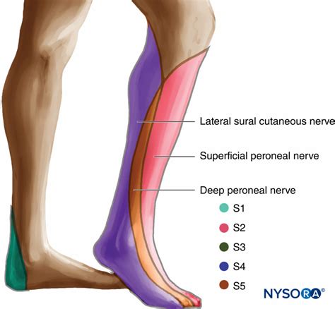 Sciatic Nerve Distribution