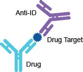 抗独特型抗体Anti idiotype制备服务 钟鼎生物