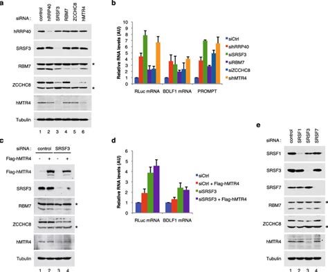 The Srsf3 Protein And The Next Complex Associated With The Rna Exosome Download Scientific