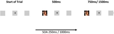 Example Of An Invalidly Cued Sexual Trial Download Scientific Diagram