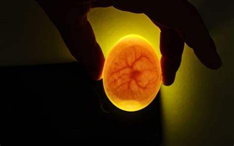 Understanding Egg Candling A Detailed Look At Chicken Embryo