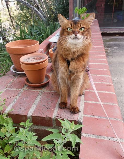 Pruning My Catnip Garden Summers Fabulous Cat Life