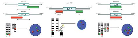 Interphase Fish Service Creative Bioarray