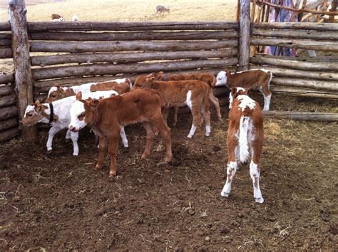 Төлийн дуу цангинасан малчны хот амгалан байна · Dorgio Mn