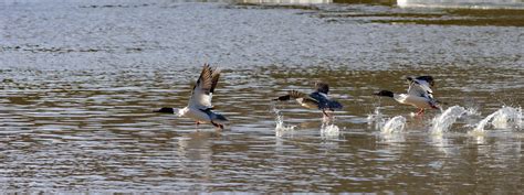 Digidesign Pro Tools Audio Card La2yua