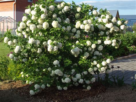 Kalina Viburnum Opulus Roseum At Tanner Troy Blog