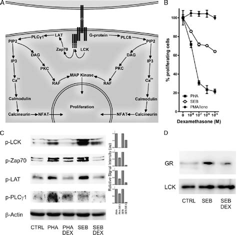 Signals That Bypass Canonical Lck Plcg Signaling Render T Cells