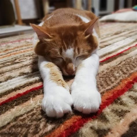 寝顔が萌え可愛い猫ちゃんたちの熟睡写真20連発 となりのカインズさん