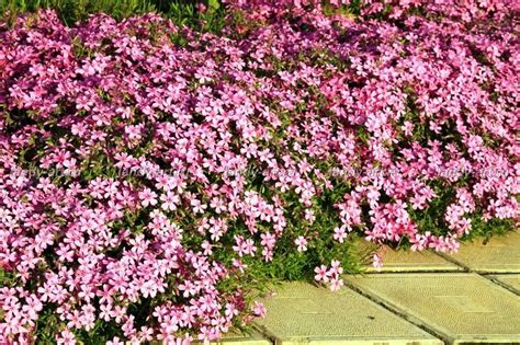 Флокс шиловидный - Травянистые - Каталог растений - Полезная информация ...