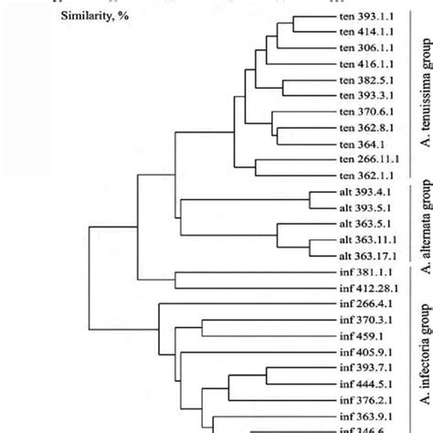 Dendrogram Of Up Pcr Profiles Of Alternaria Spp Based On Upgma Download Scientific Diagram