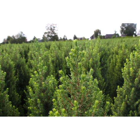 Picea Glauca Conica