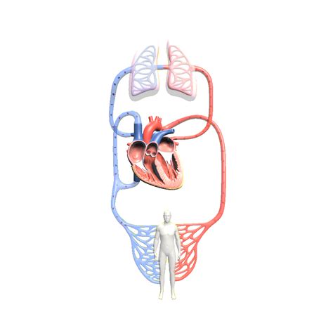 Circulatory System Diagram Unlabeled
