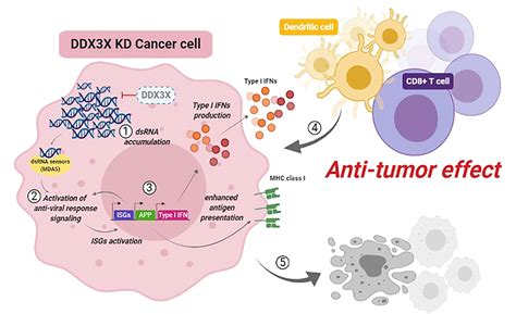 Figure 1 From A Dual Role Of Ddx3x In Dsrna Derived Innate Immune Signaling Semantic Scholar