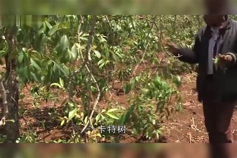 跻身最穷的国家，人民不种庄稼，整天聚在一起嚼树叶！庄稼树叶人民