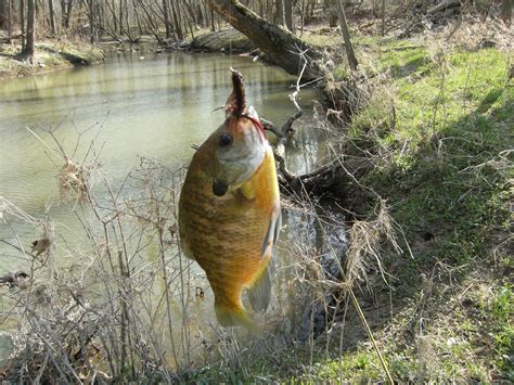 🔥 50 Smallmouth Bass Wallpapers Wallpapersafari
