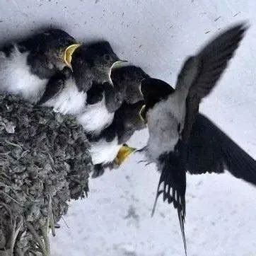 俗语宅子出现3喜家中能人辈出这3喜指的是什么 喜鹊 燕子 农村