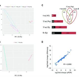 Global Evaluation Of The RNA Seq Data And Of The Differentially Download Scientific Diagram