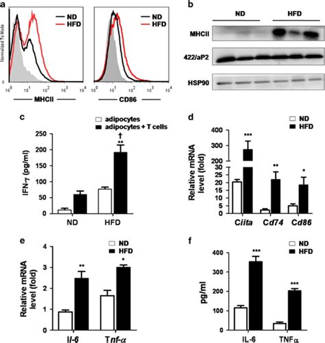 Large Adipocytes Function As Antigen Presenting Cells To Activate Cd4