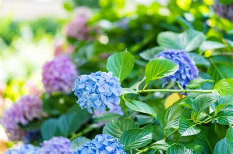 Premium Photo Hydrangea Flower Hydrangea Macrophylla Or Hortensia Flower With Green Stem And