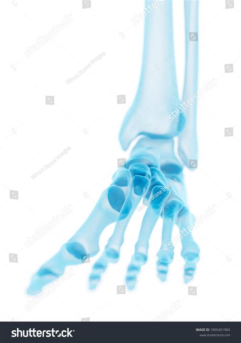 Foot Bones Anatomy Images Stock Photos D Objects Vectors Shutterstock