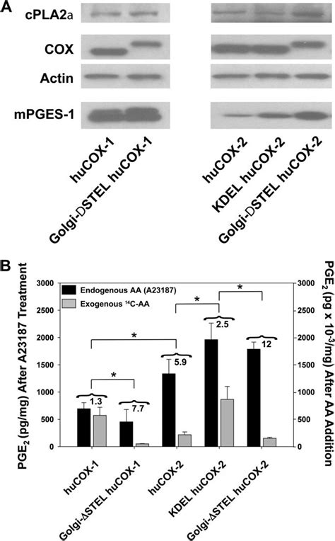 Cox1 Antibody 35 8100