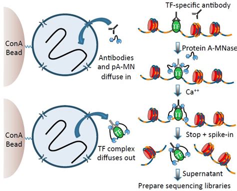 Gene Regulation Gene Regulation Twitter