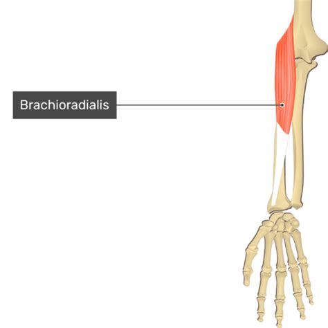 Brachioradialis Origin And Insertion Captions Prince