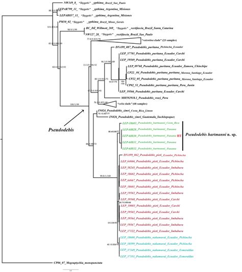 Maximum Likelihood Tree Showing The Relationships Among Species Of Download Scientific Diagram