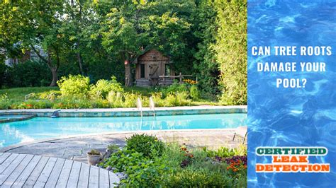 Can Tree Roots Damage Your Pool Certified Leak Detection Of Orlando